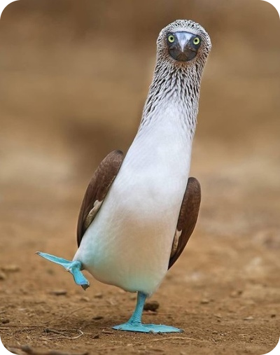 Alisa Kolomoets CV RSS